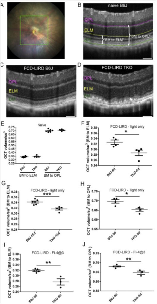 Using MICRON IV to Study Light Induced Retinal Degeneration