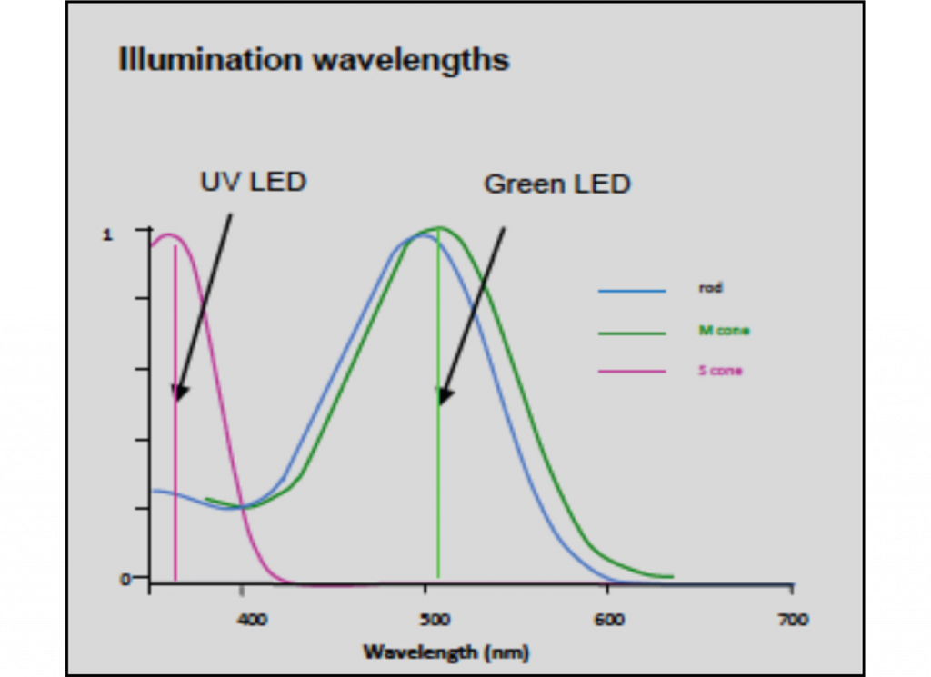 Ganzfeld ERG - Phoenix-Micron