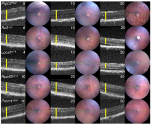 Imaging unanesthetized mice with the Phoenix MICRON® OCT provides ...