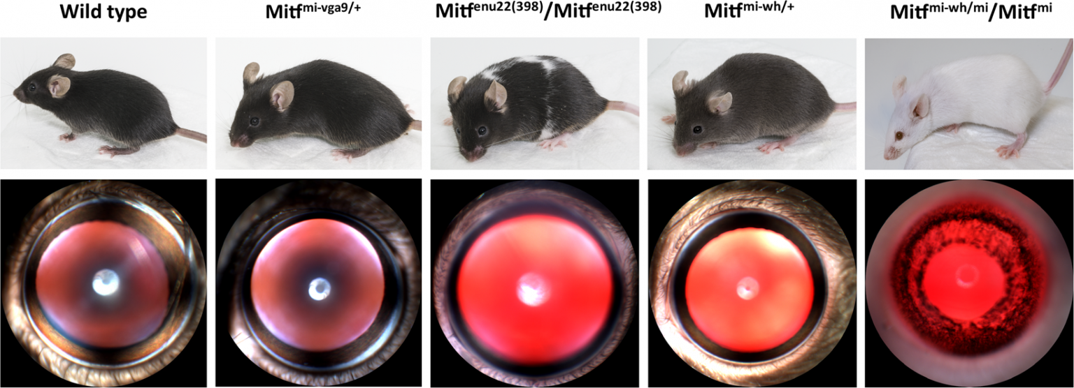 RPE mutations lead to retinal hypopigmentation, vasculature changes ...