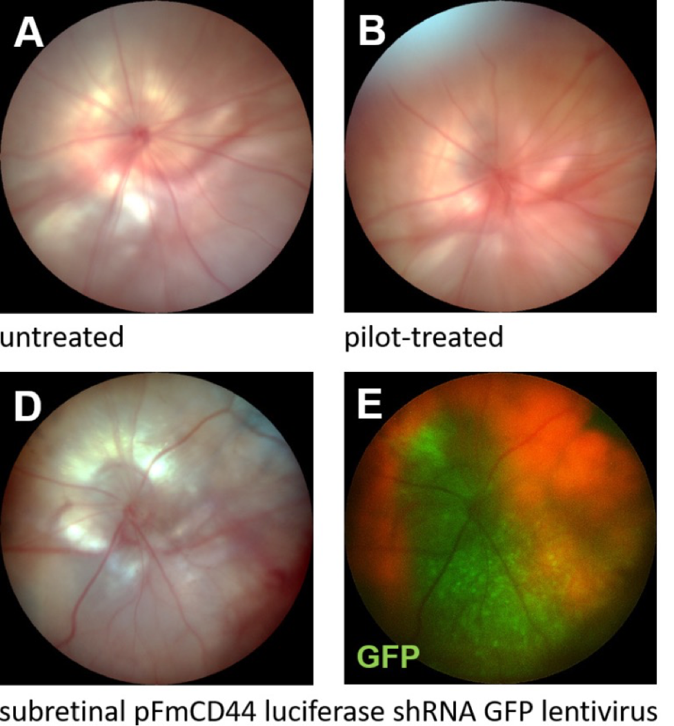 Subretinal injection damage has implication for experimental control ...